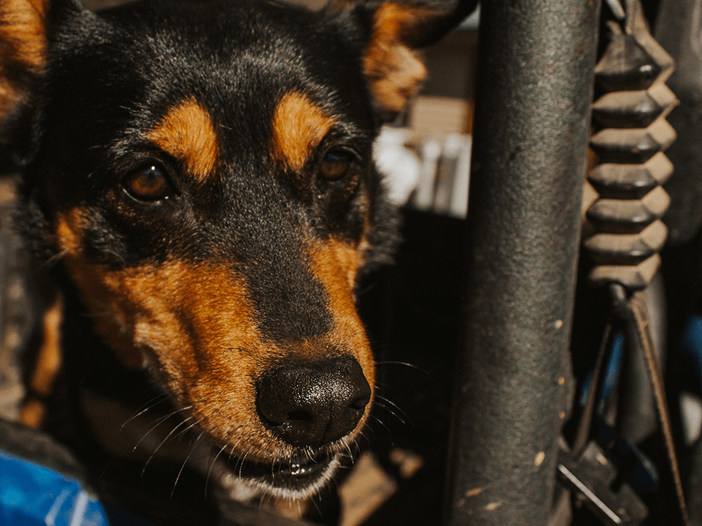 Chasing The Last Croak | Spika